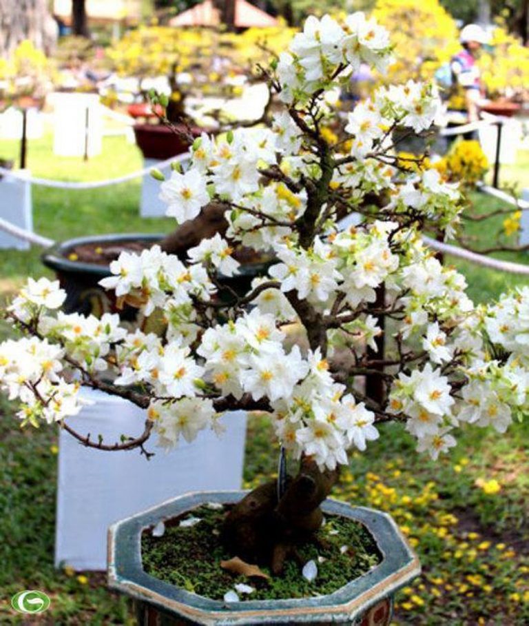 333+ Hình Ảnh Cây Hoa Bạch Mai Quý Hiếm