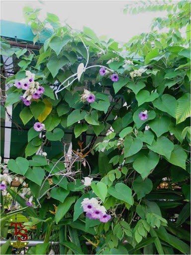 333+ Hình Ảnh Cây Hoa Bạc Thau Đẹp Ngoài Tưởng Tượng