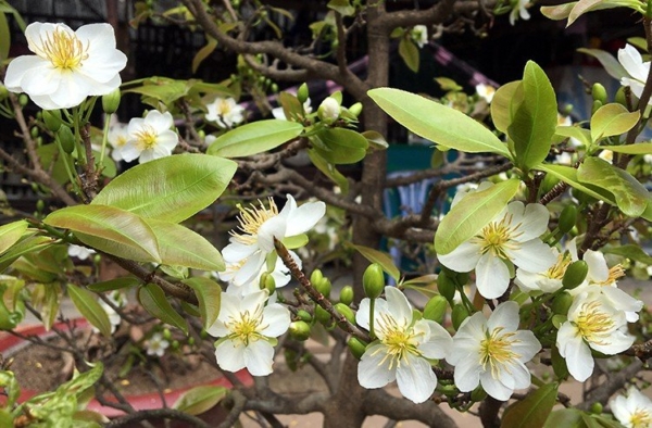 333+ Hình Ảnh Cây Hoa Bạch Mai Quý Hiếm