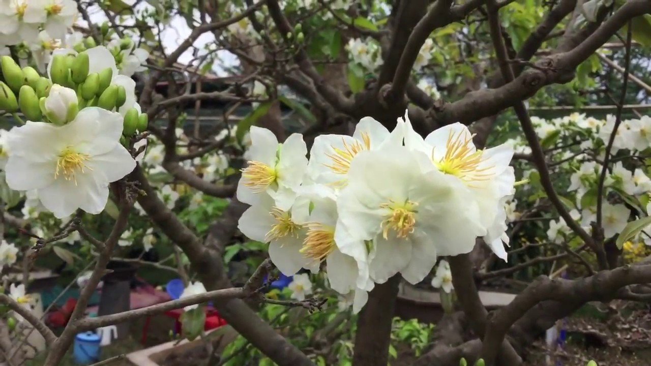 333+ Hình Ảnh Cây Hoa Bạch Mai Quý Hiếm