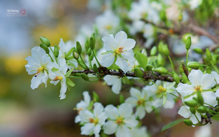 333+ Hình Ảnh Cây Hoa Bạch Mai Quý Hiếm