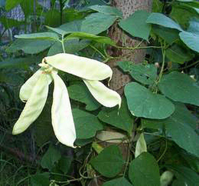 Đậu Ván - Công dụng cây có giá trị dinh dưỡng, đặc tính dược liệu cao