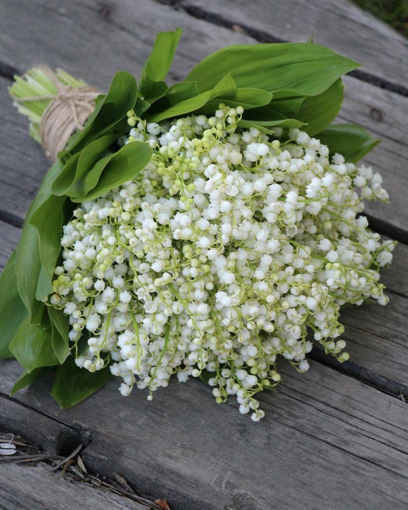 +99 Hình Ảnh Hoa Linh Lan Trắng đẹp hút hồn cư dân mạng