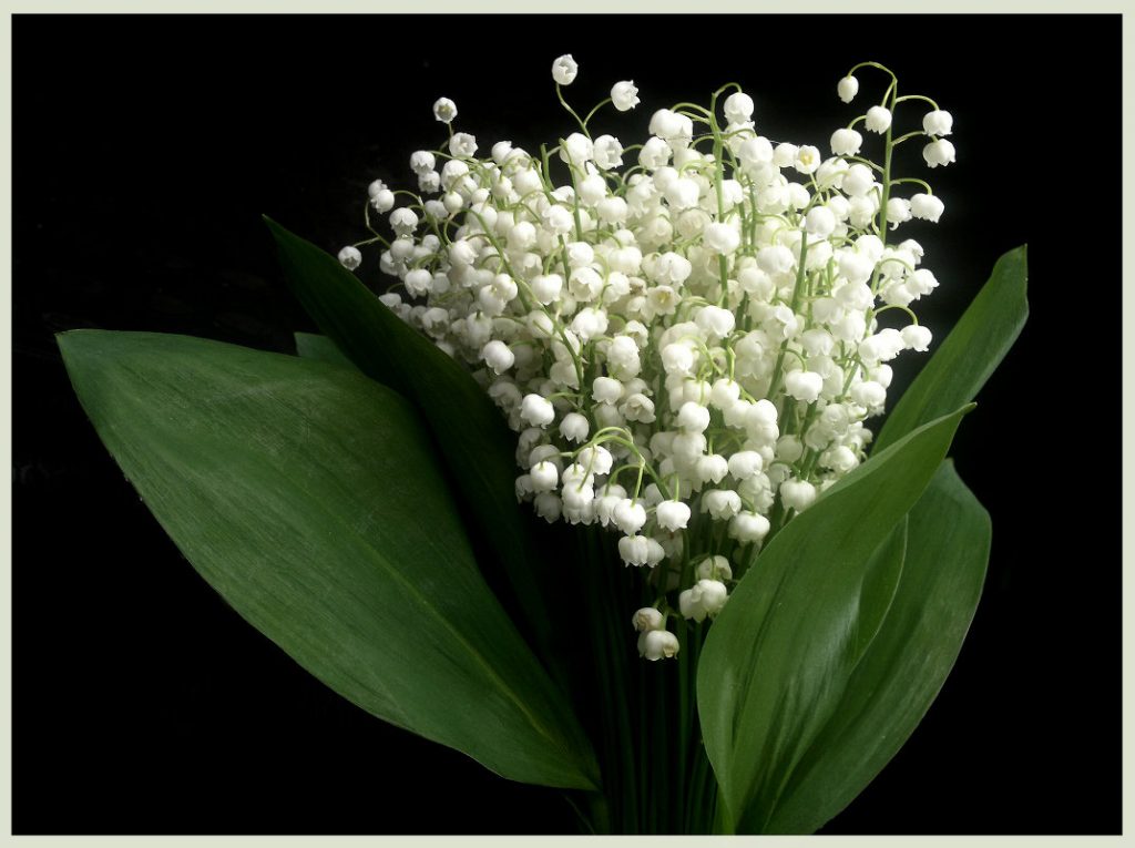 +99 Hình Ảnh Hoa Linh Lan Trắng đẹp hút hồn cư dân mạng