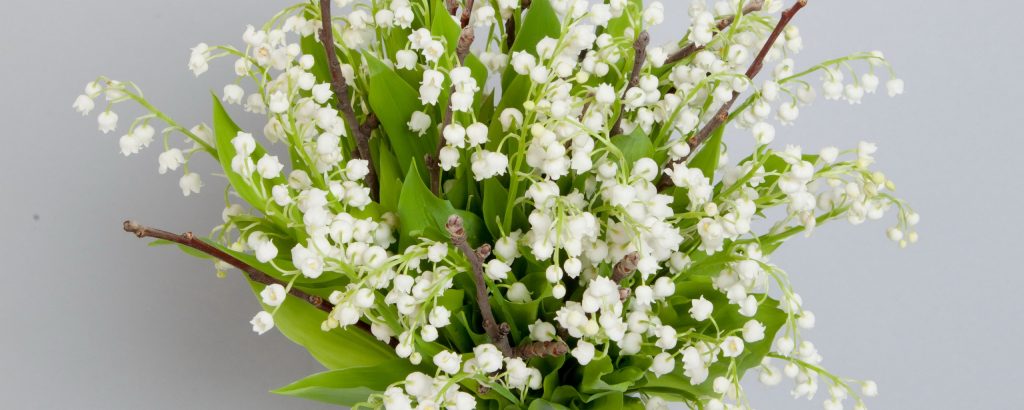 +99 Hình Ảnh Hoa Linh Lan Trắng đẹp hút hồn cư dân mạng