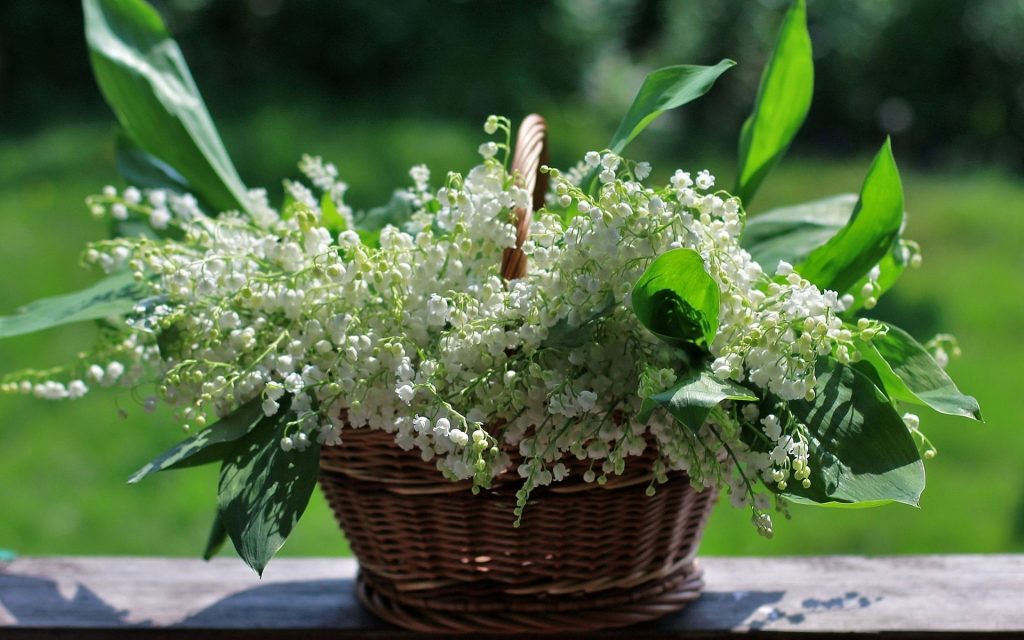 +99 Hình Ảnh Hoa Linh Lan Trắng đẹp hút hồn cư dân mạng