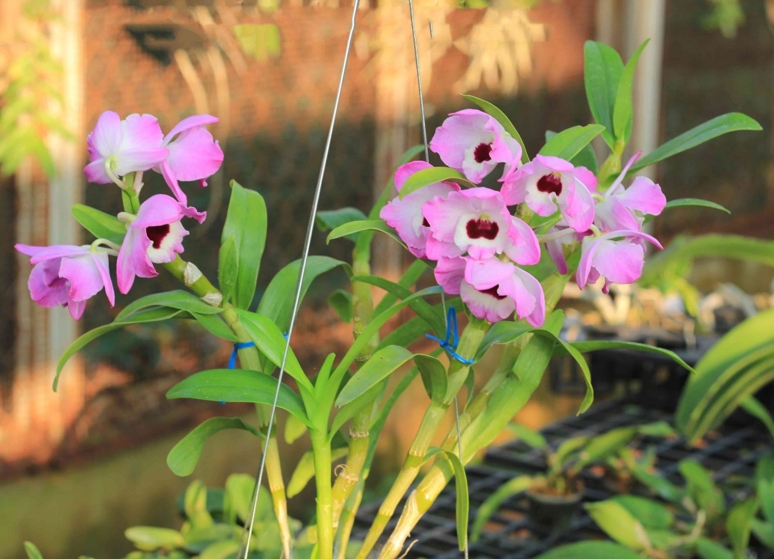 Top 20+ hình ảnh hoa Lan Dendro Thái Tím mang vẻ đẹp cuốn hút