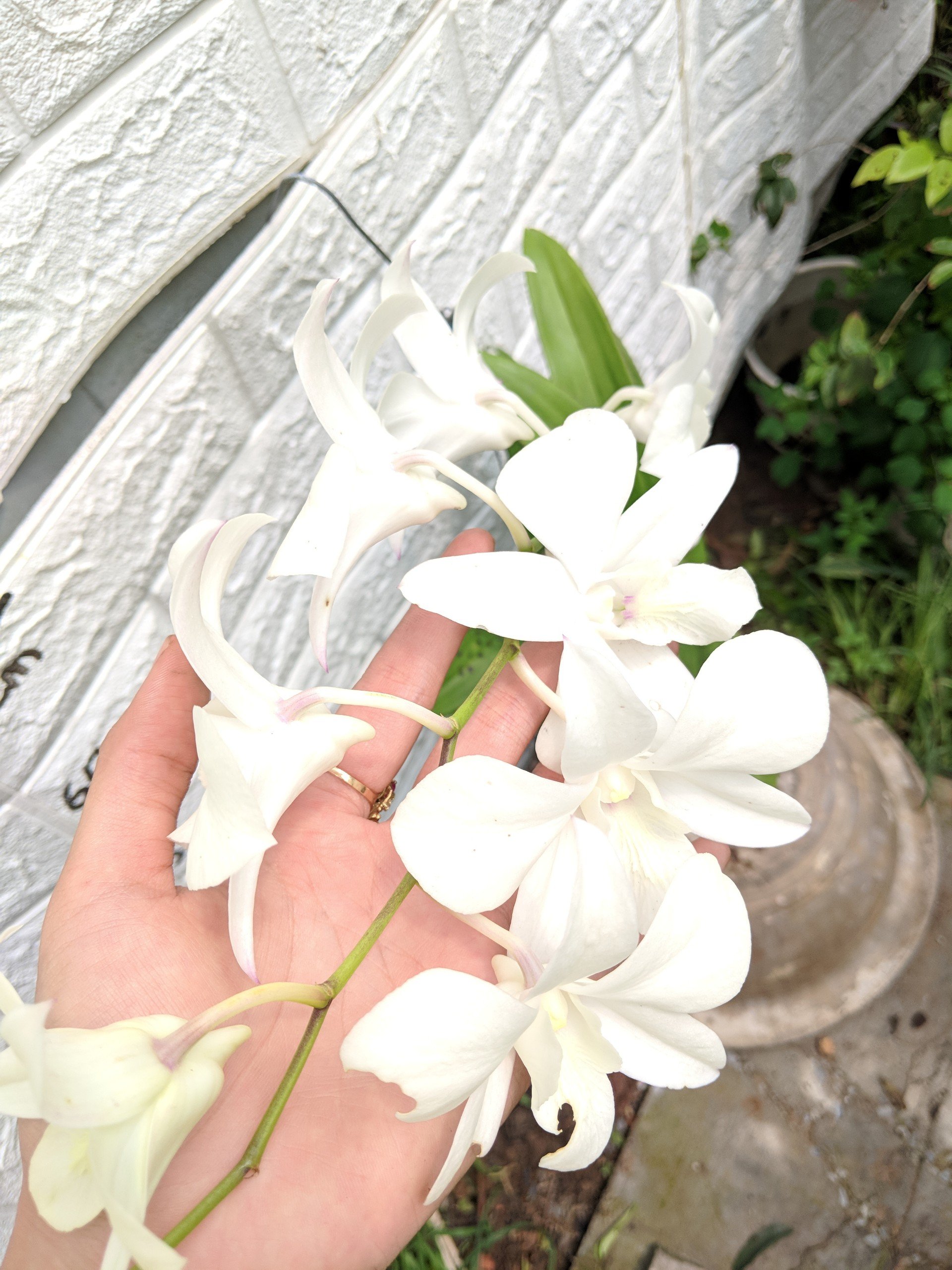 Top 25+ hình ảnh Hoa Lan Dendro Thái Trắng loài hoa đẹp cho mọi nhà