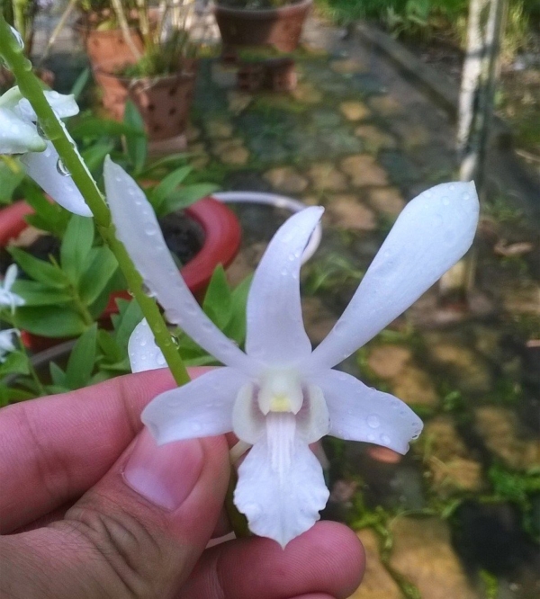 Top 25+ hình ảnh Hoa Lan Dendro Thái Trắng loài hoa đẹp cho mọi nhà