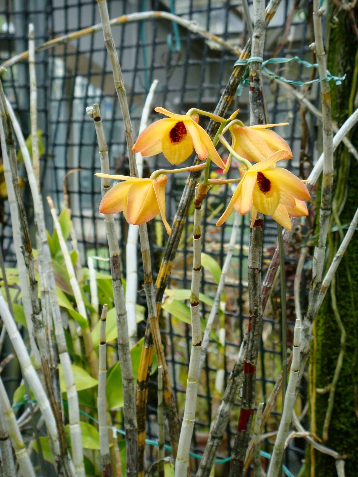 Top 20+ hình ảnh hoa Lan Dendro Thái Vàng rực rỡ, lôi cuốn