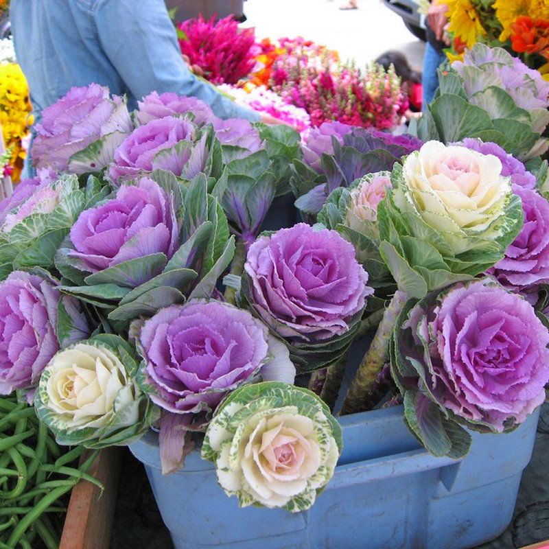 Hoa Hồng Sa Mạc - Top 20+ hình ành đẹp màu sắc bắt mắt