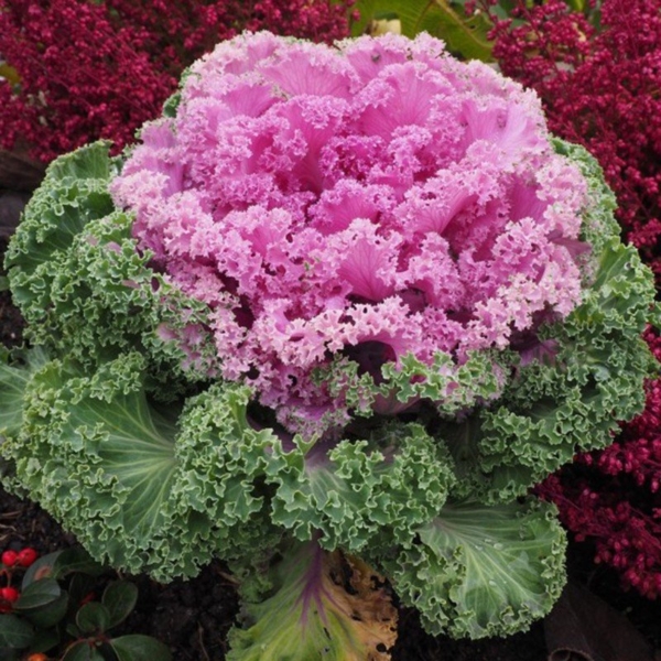 Hoa Hồng Sa Mạc - Top 20+ hình ành đẹp màu sắc bắt mắt