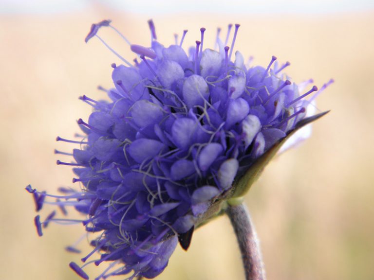 Hoa Tai Thỏ - Top 15+hình ảnh với hương thơm dịu nhẹ, thu hút